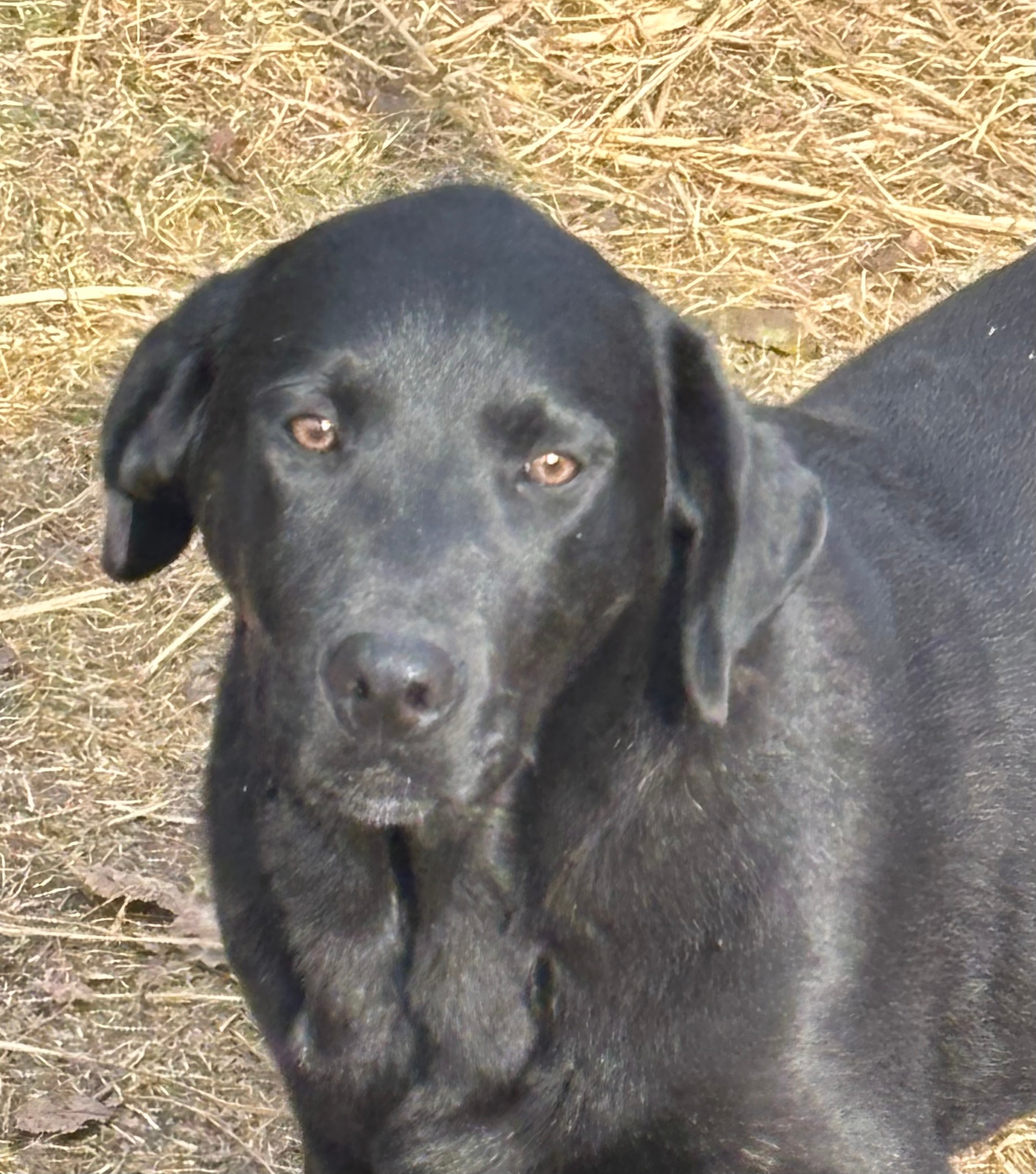 Riverbend Animal Sanctuary | Rescuing Dogs, Restoring Hope