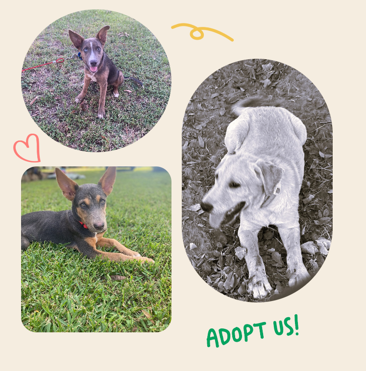 Riverbend Animal Sanctuary | Rescuing Dogs, Restoring Hope