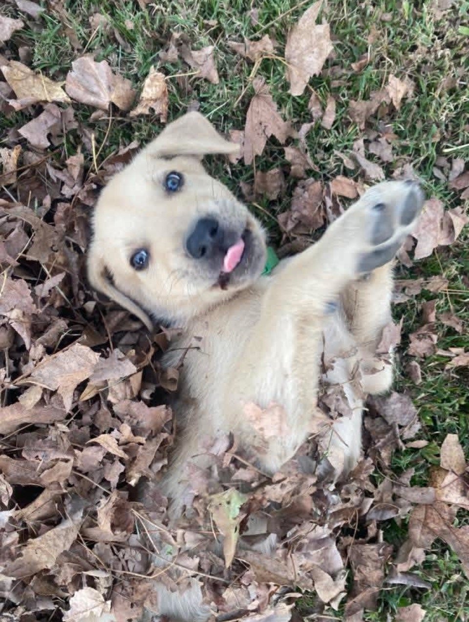 Riverbend Animal Sanctuary | Rescuing Dogs, Restoring Hope