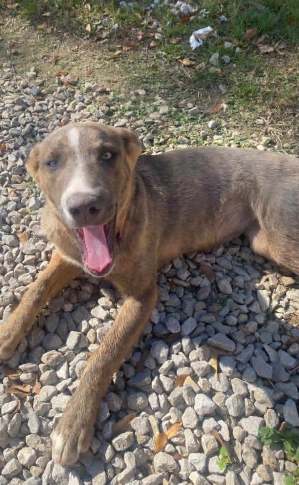 Riverbend Animal Sanctuary | Rescuing Dogs, Restoring Hope