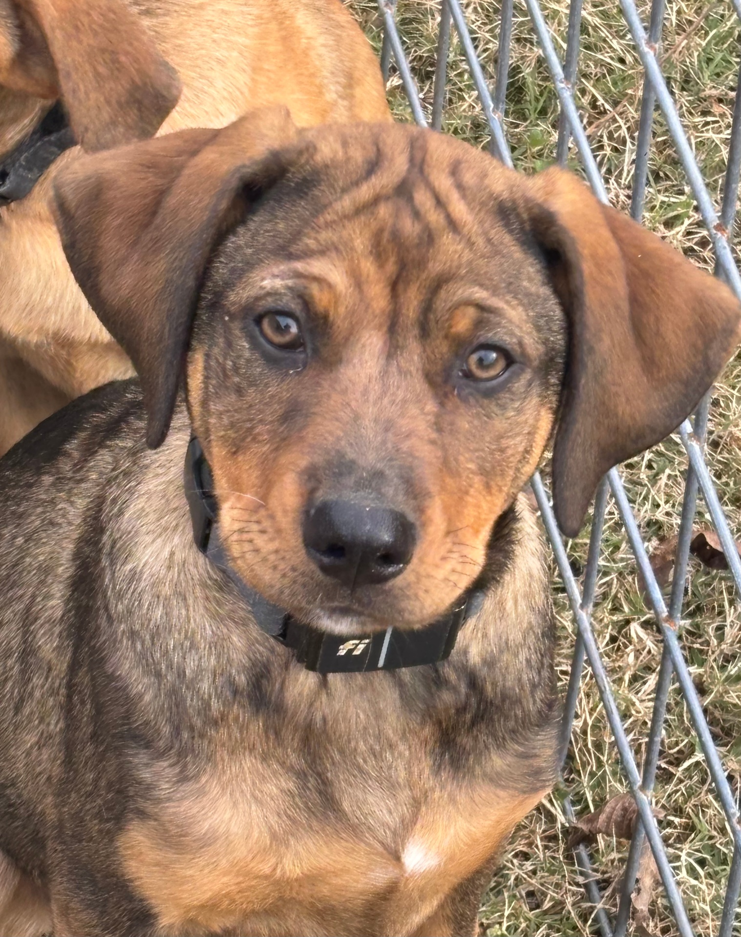 Riverbend Animal Sanctuary | Rescuing Dogs, Restoring Hope