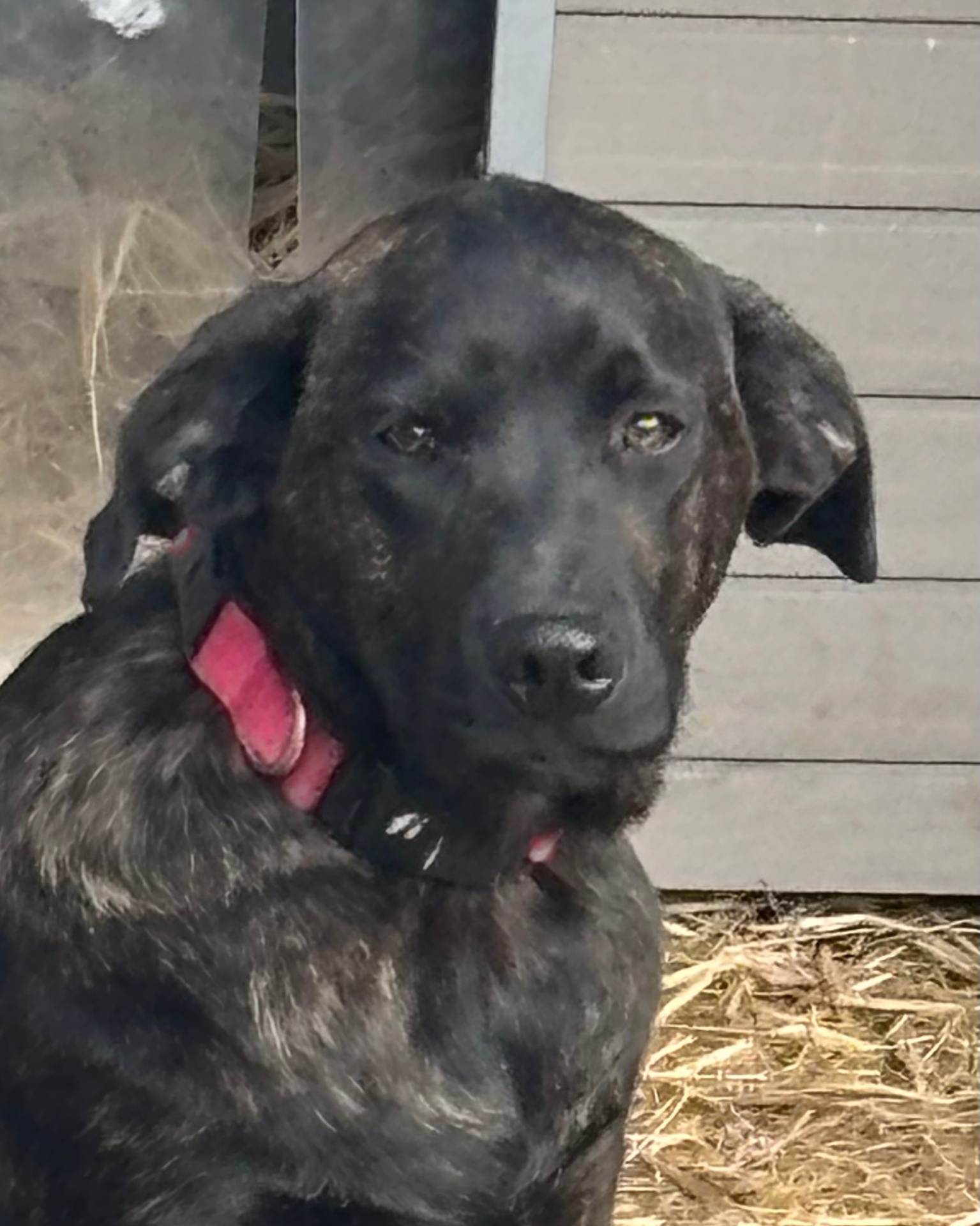 Riverbend Animal Sanctuary | Rescuing Dogs, Restoring Hope